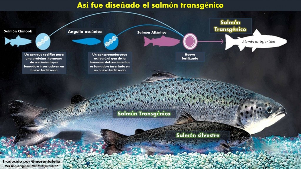 Salmón transgénico en nuestras mesas - Felix Moronta Barrios